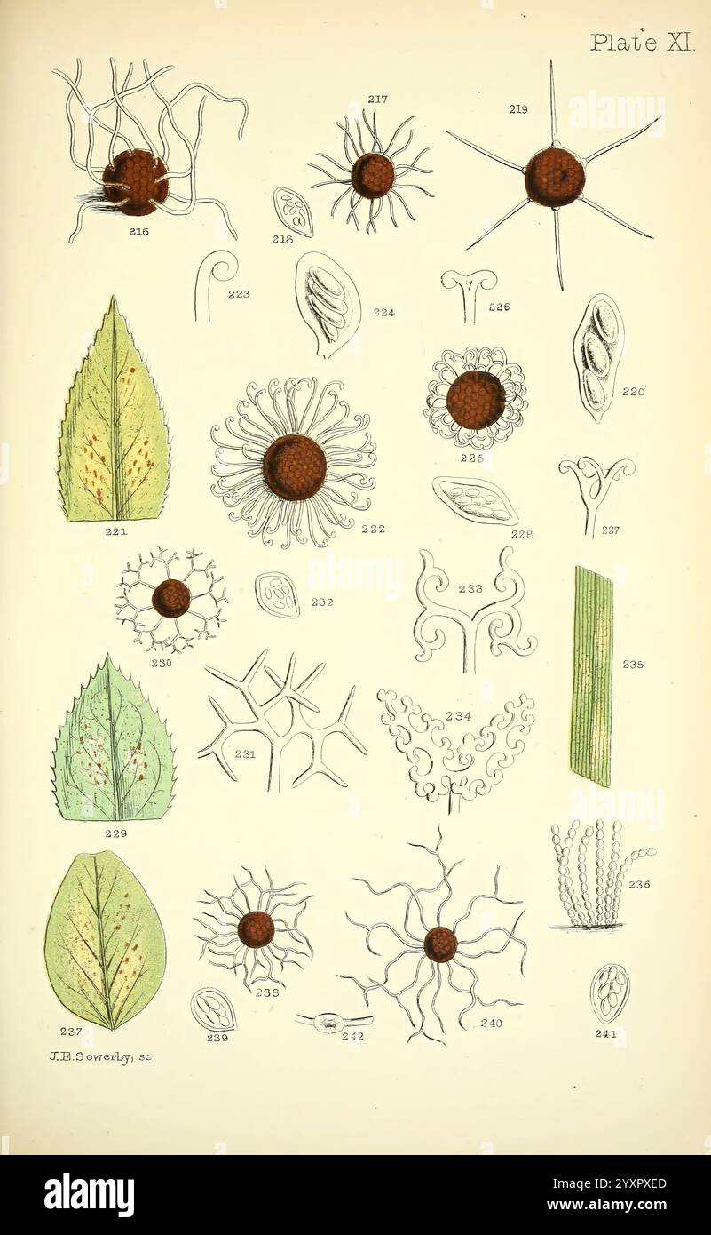 Rust, Smut, Mildew, Mould, London, W.H. Allen, 1898, Great Britain, The ...