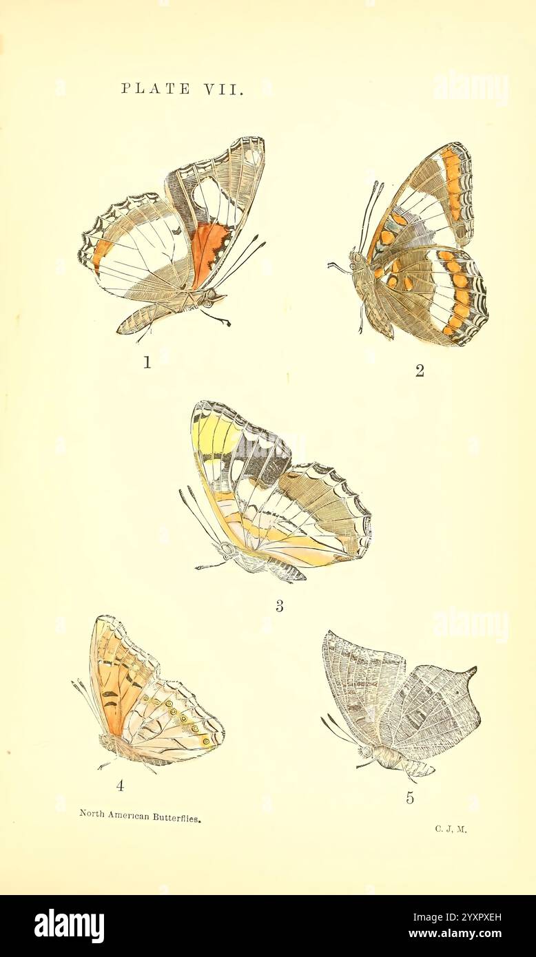 Second showcases vibrant orange hi-res stock photography and images - Alamy