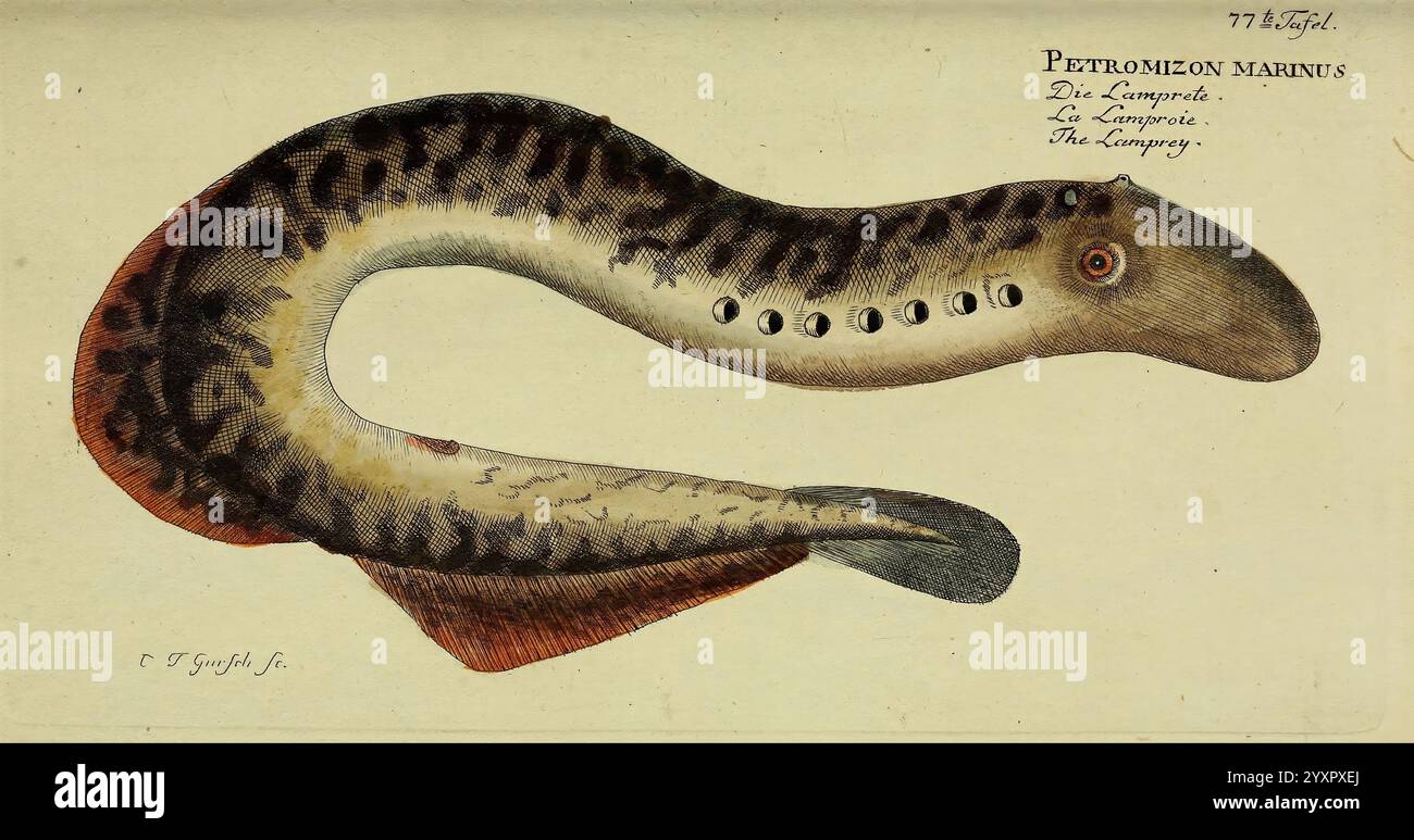 Fascinating jawless fish hi-res stock photography and images - Alamy