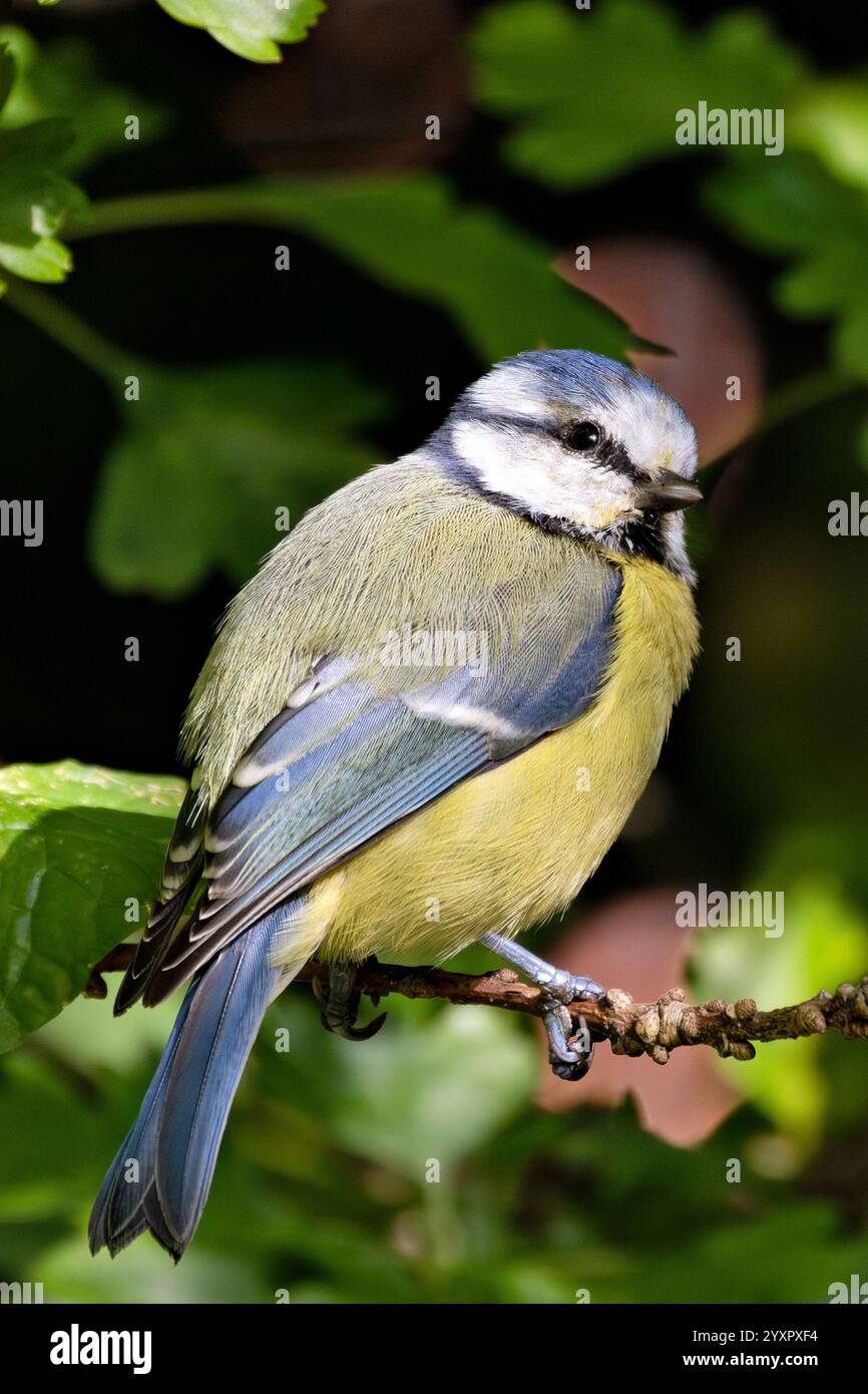 The blue tit, a small insectivorous bird, feeds on insects and seeds ...