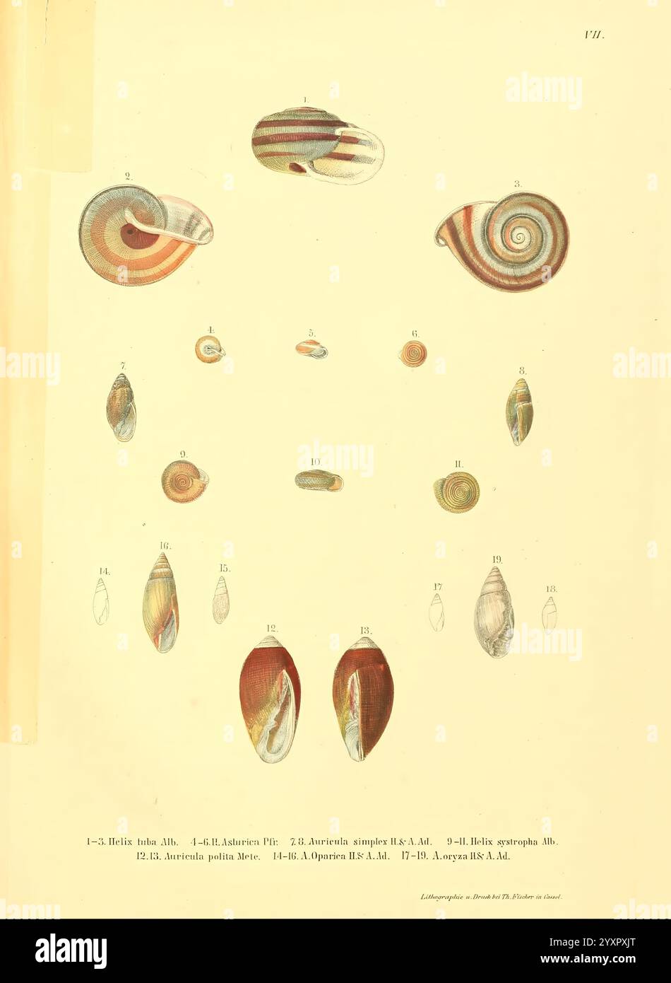 Highlighting unique color palettes hi-res stock photography and images ...