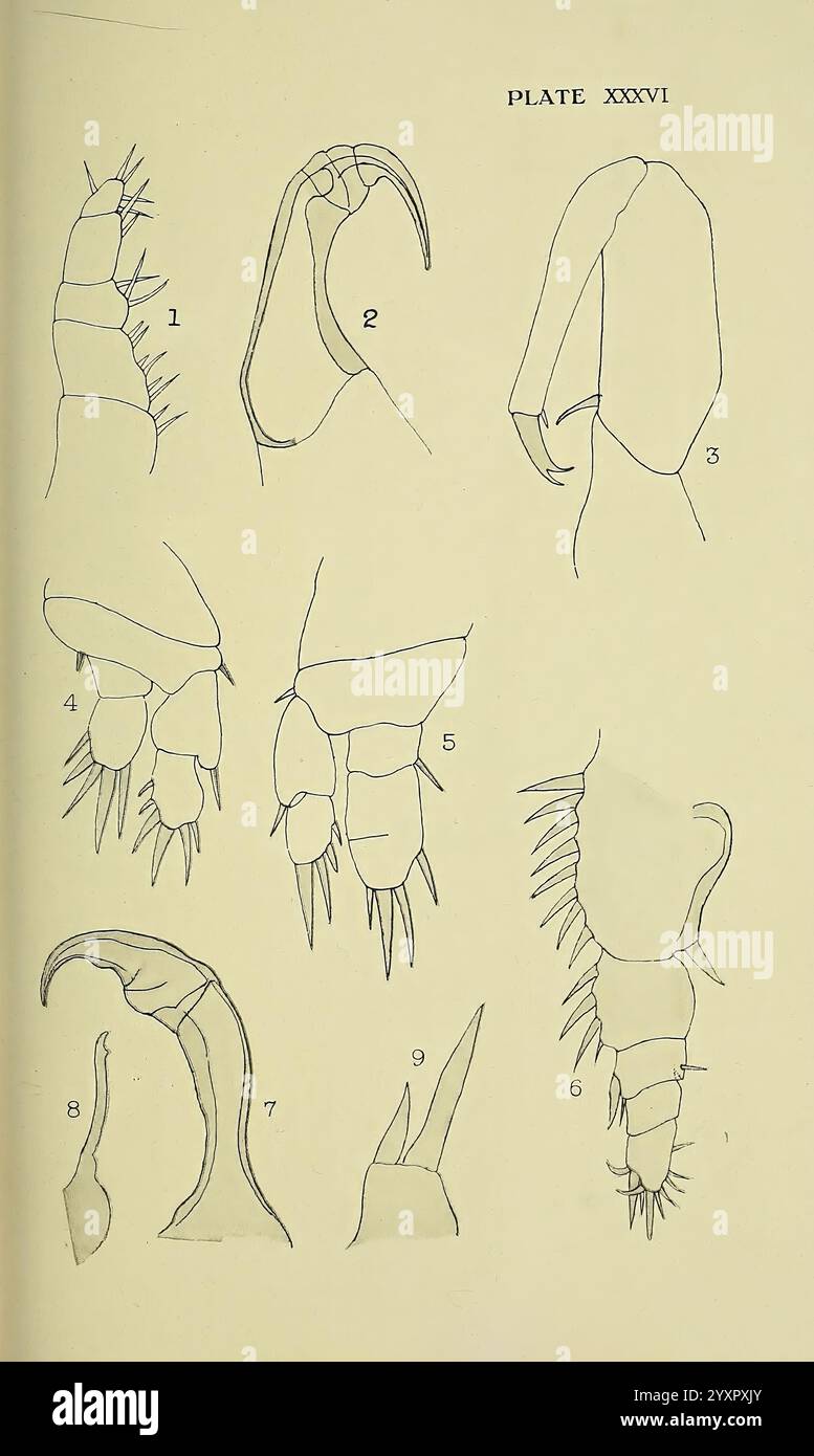 Labeled section highlights specific anatomical features hi-res stock ...