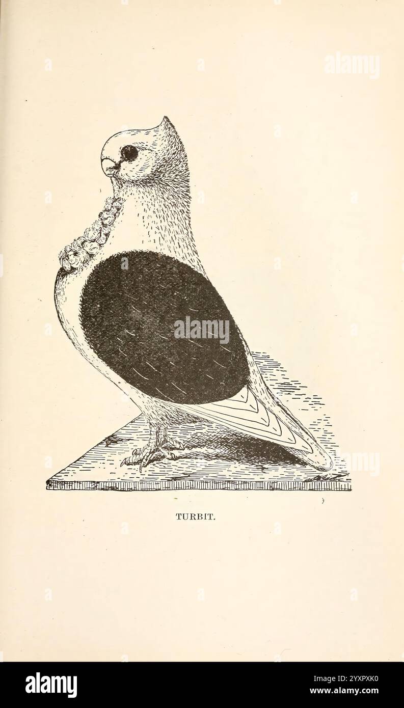 Two turbit pigeons hi-res stock photography and images - Alamy