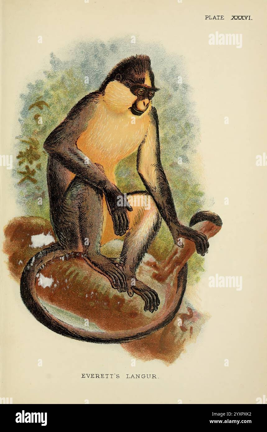 Primate taxonomy hi-res stock photography and images - Alamy