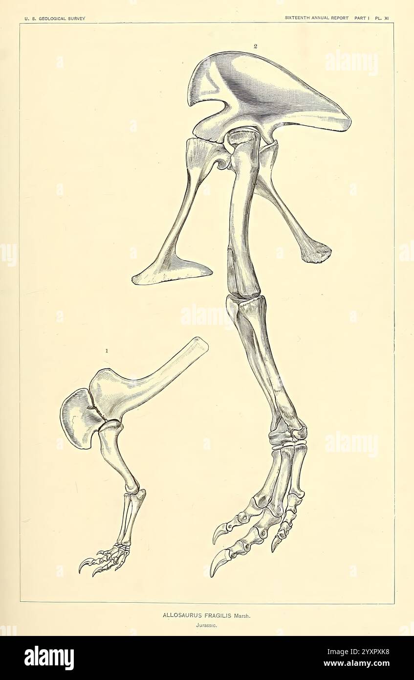 The dinosaurs of North America, Washington, Govt. Print, 1896 ...