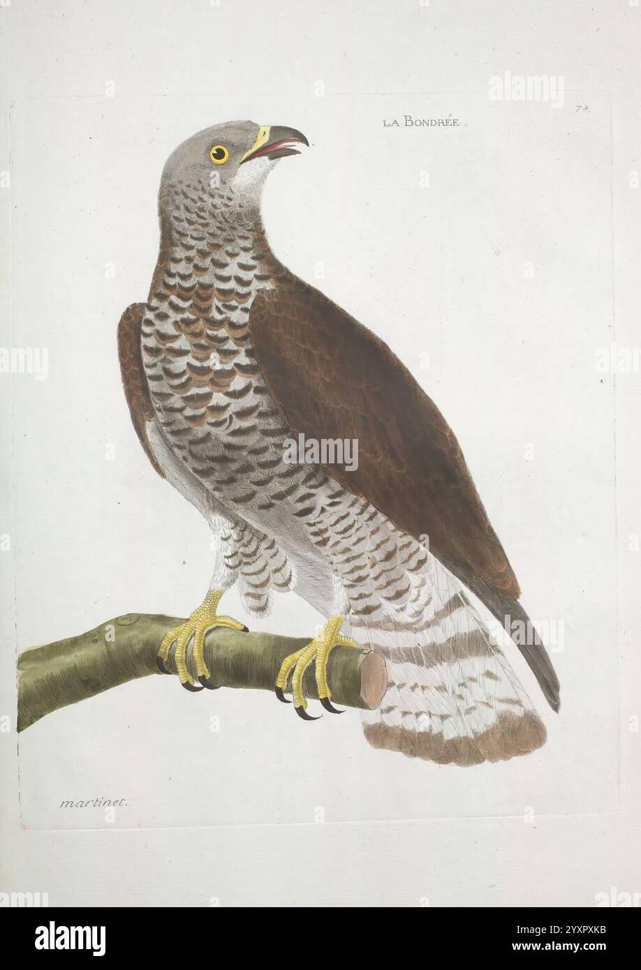 Strong talons grip hi-res stock photography and images - Alamy