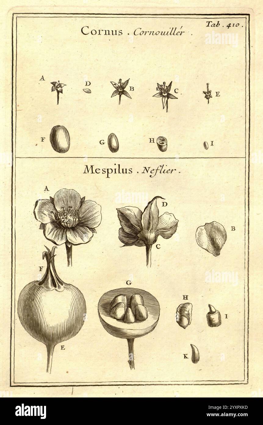 Joseph Pitton de Tournefort, Institutiones rei herbariae, Parisiis, E ...