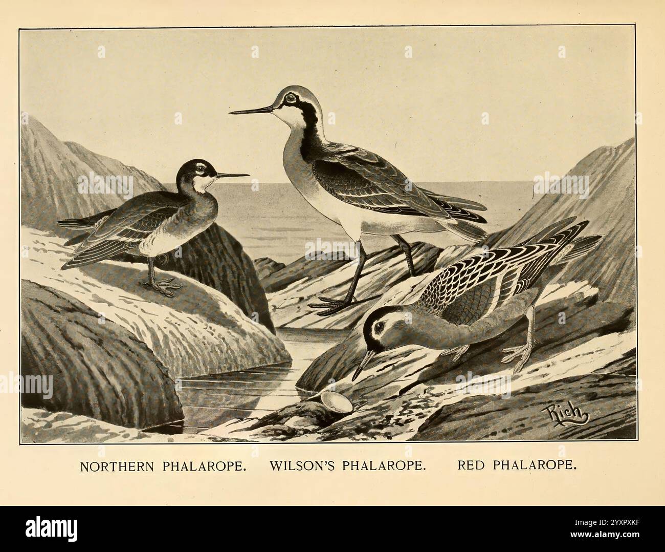 Feathered, game, of the Northeast, New York, T.Y. Crowell & Co, 1907 ...