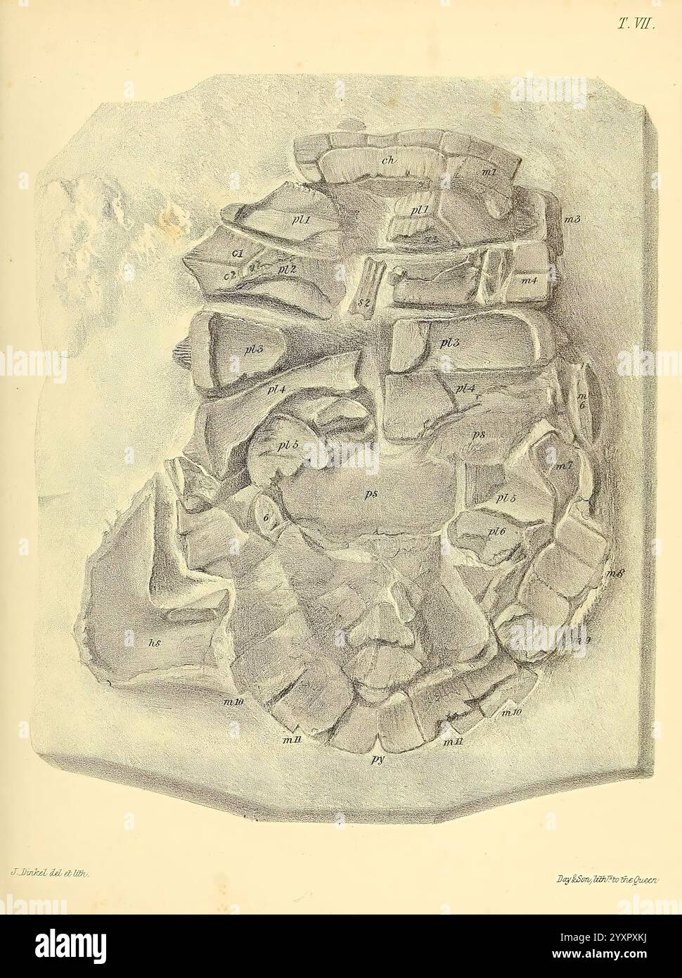 A monograph on the fossil Reptilia of the Cretaceous formations, London ...