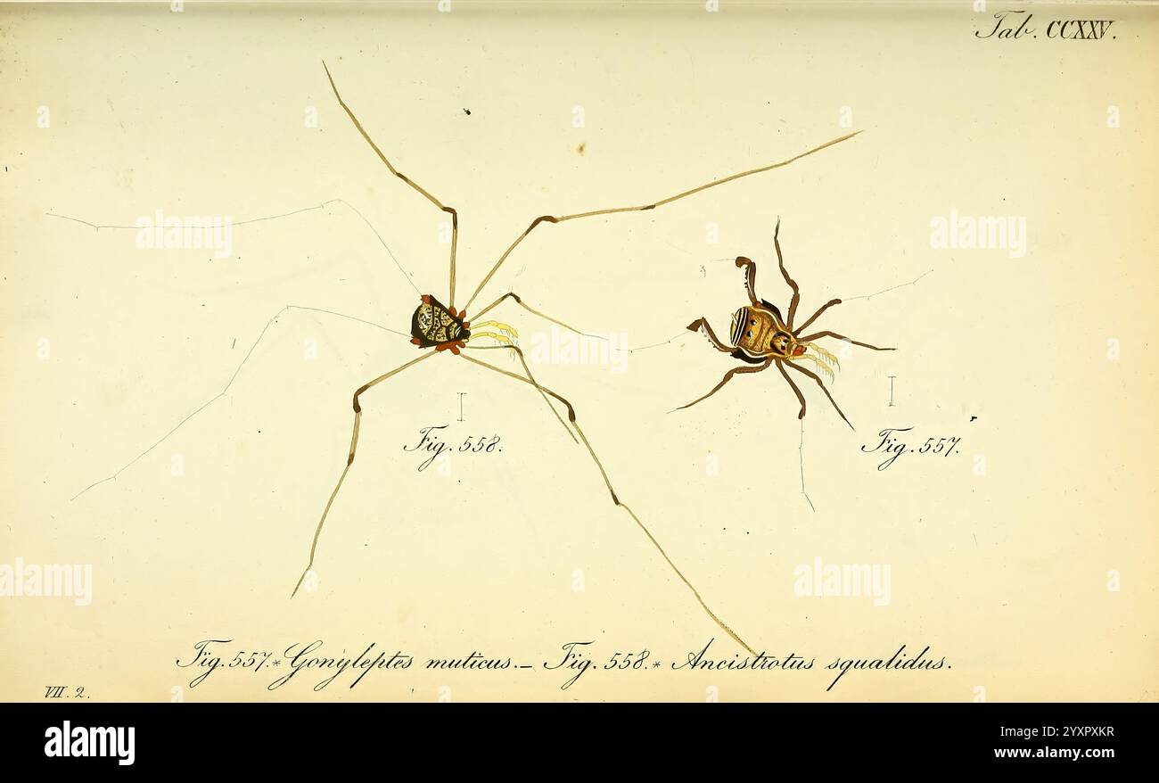 Two distinct arachnids hi-res stock photography and images - Alamy