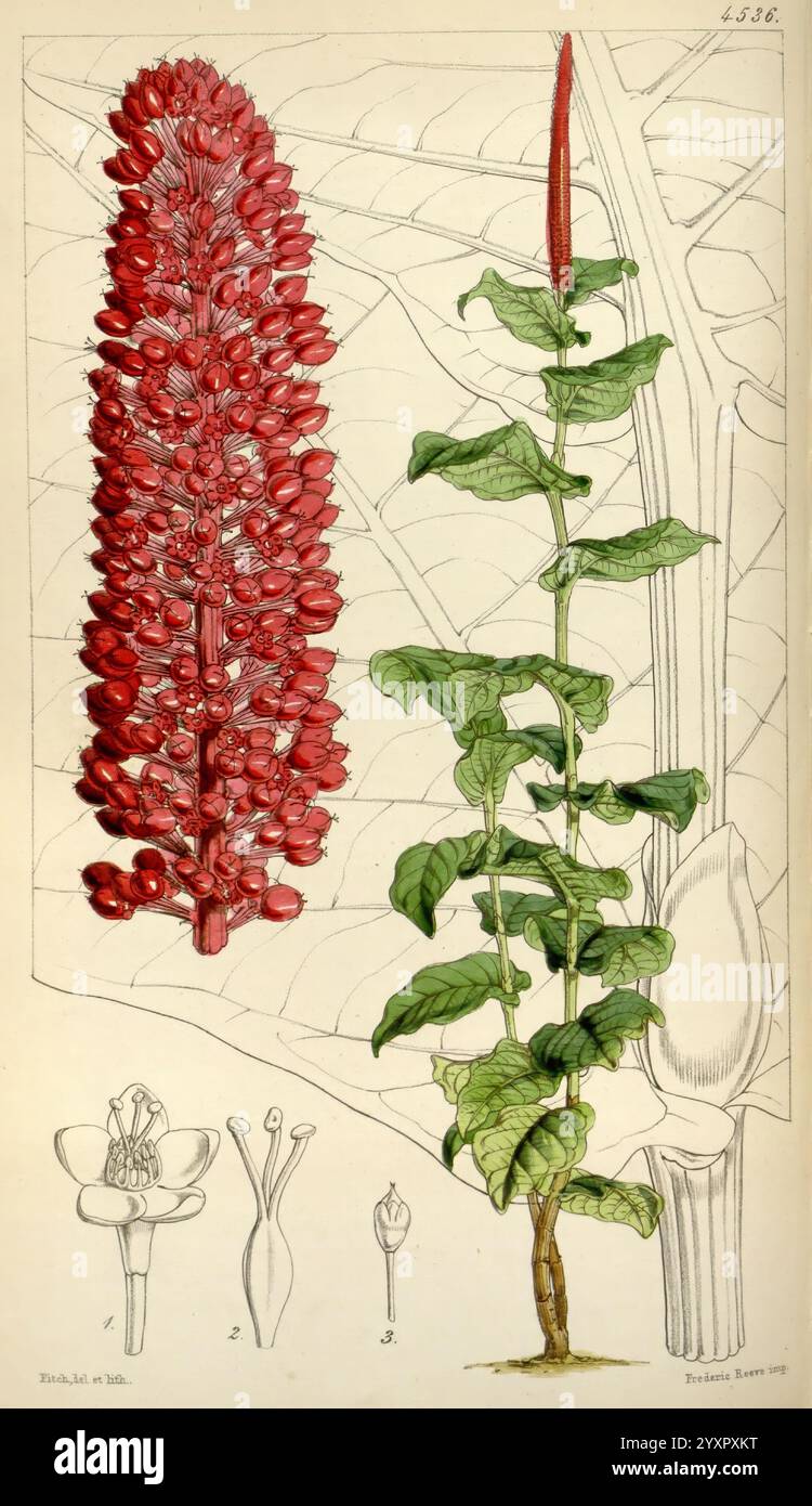 Curtis's, botanical, magazine, London, New York, botany, periodicals ...