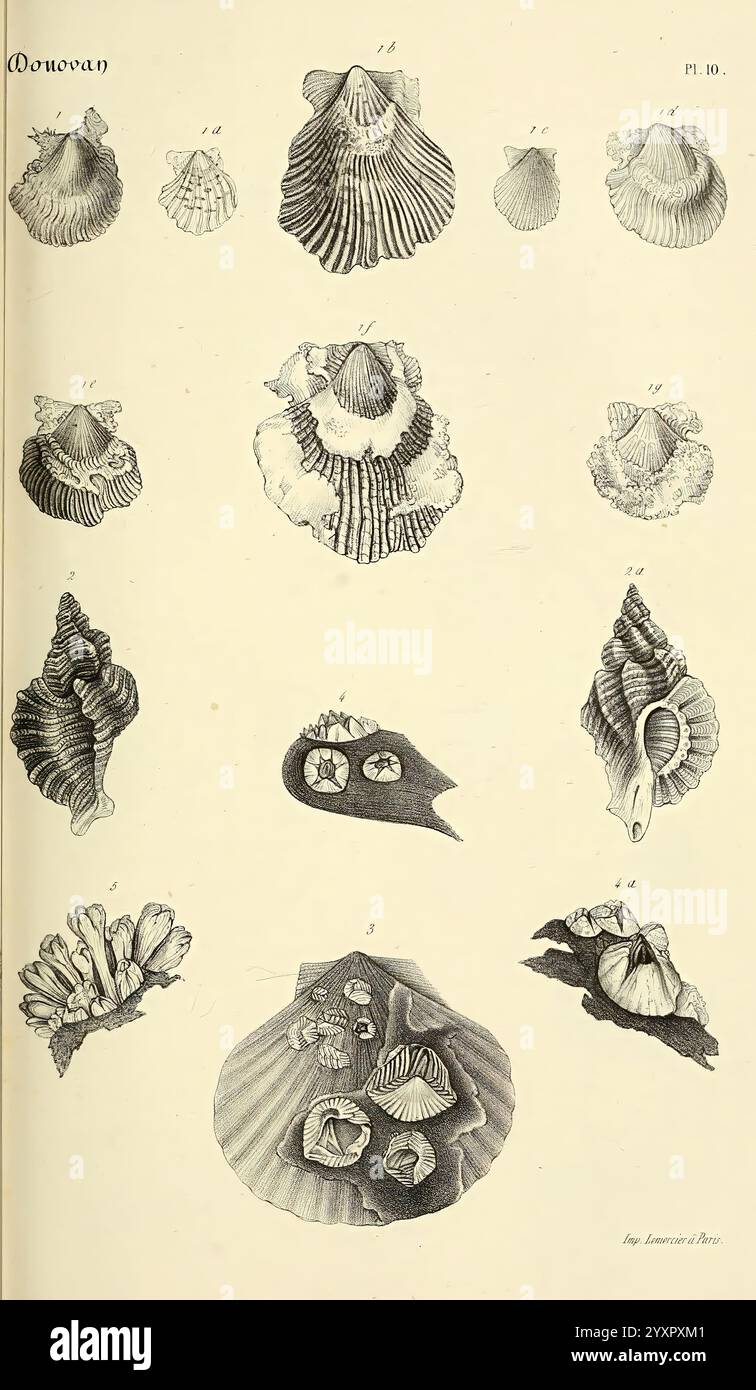 Bibliothèque conchyliologique, Paris, A. Franck, 1845-1846, shells ...