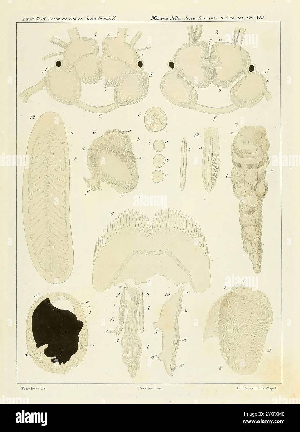 Æolididae, e famiglie affini del porto di Genova, Bologna, Tipi ...