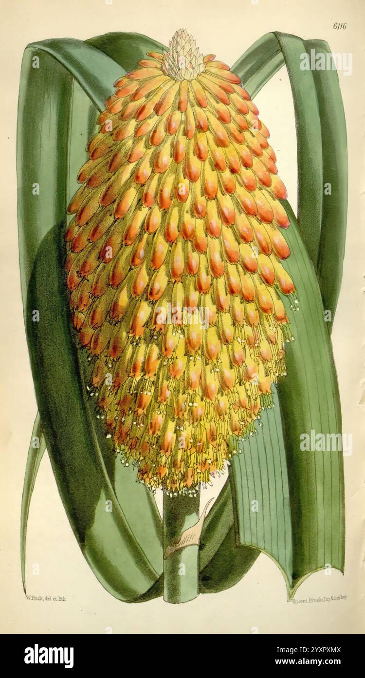Elongated kernels hi-res stock photography and images - Alamy