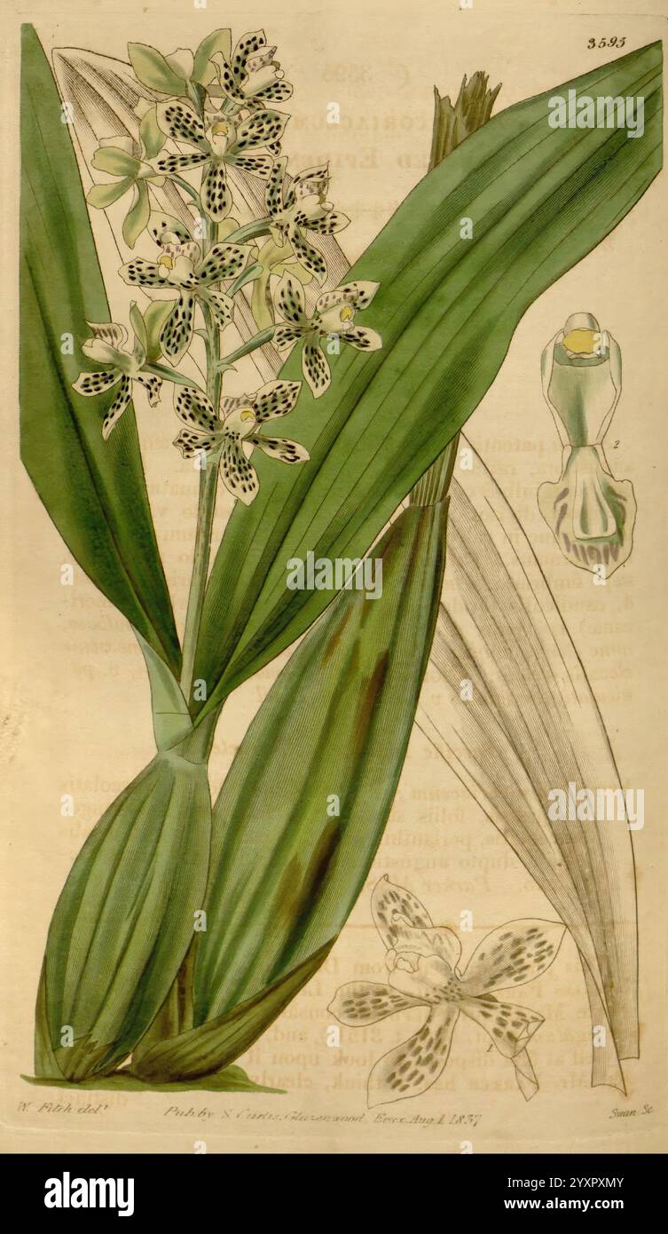 Curtis's Botanical Magazine, London, New York, botanical illustration ...