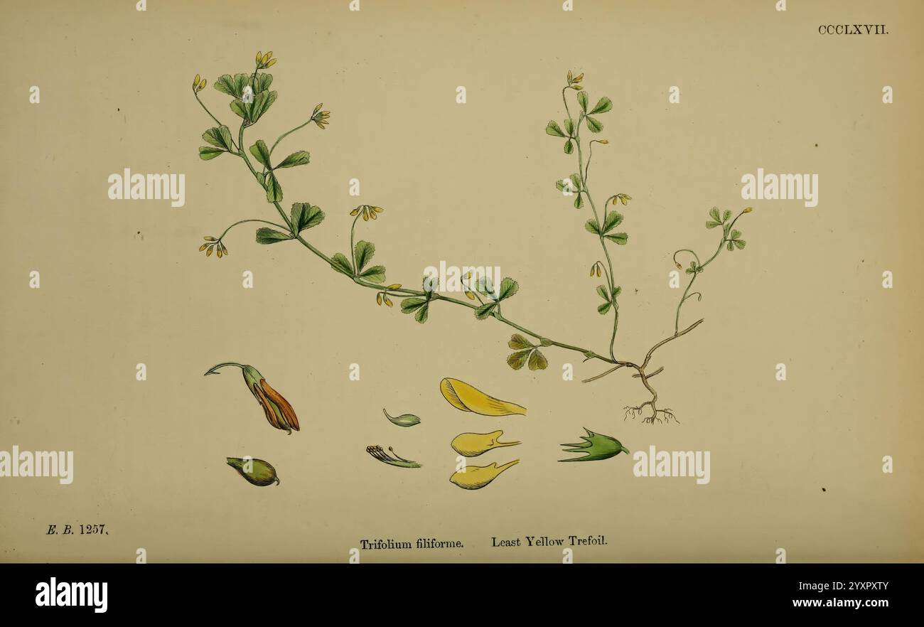 Plant trifolium filiforme hi-res stock photography and images - Alamy