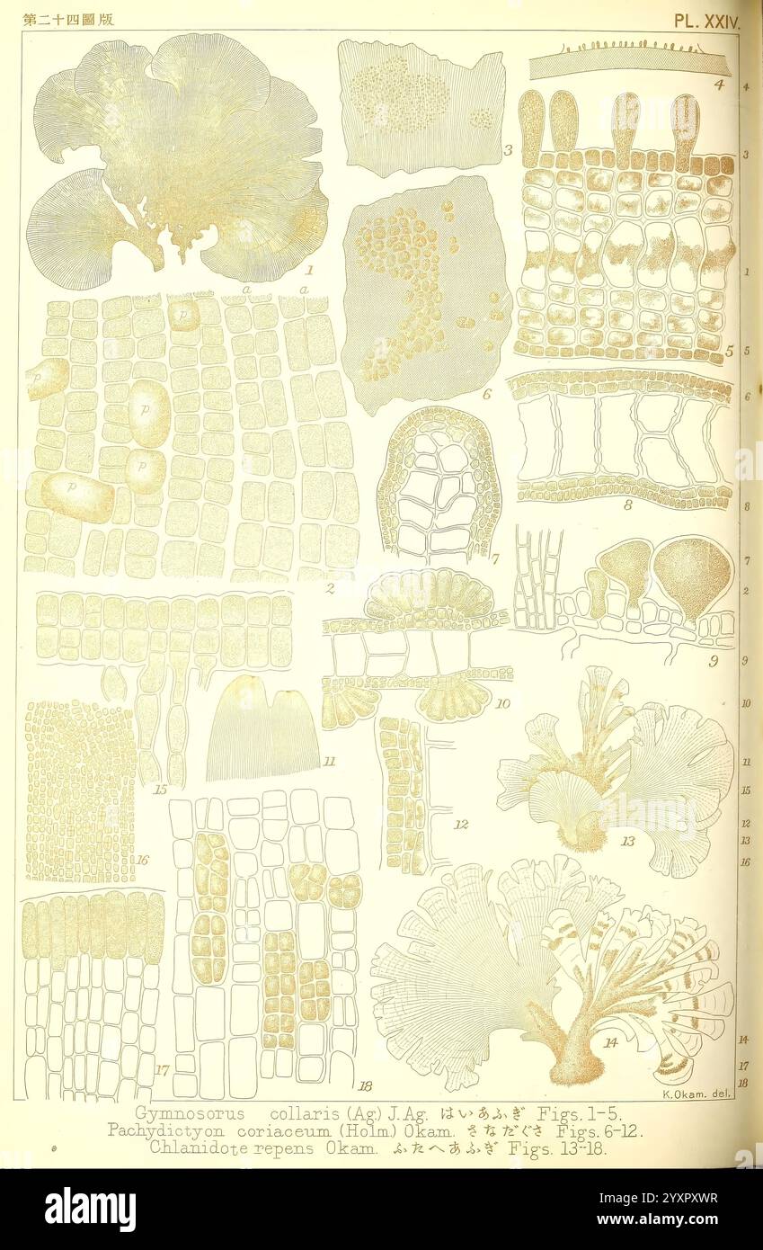 Icones of Japanese algae, Tokyo, Kazamashobo 1907-1942, algae, botany ...