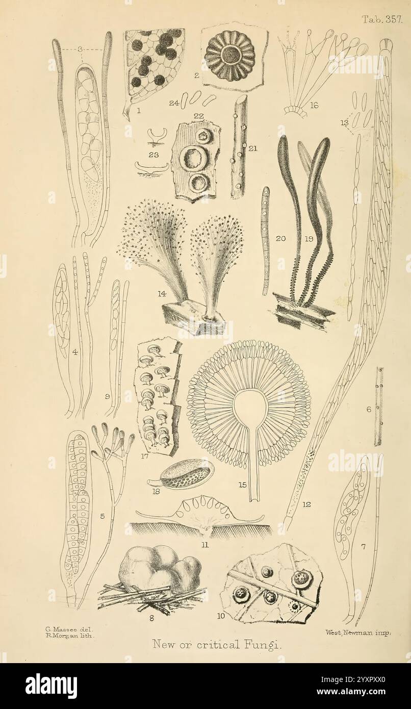Journal of botany, British and foreign. London, Robert Hardwicke, 1863 ...