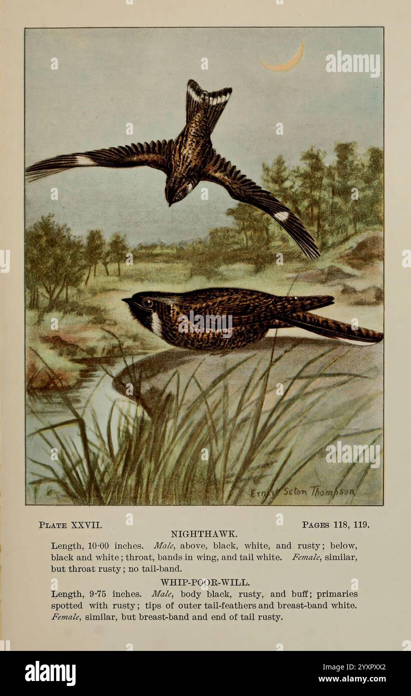 Two nighthawks hi-res stock photography and images - Alamy