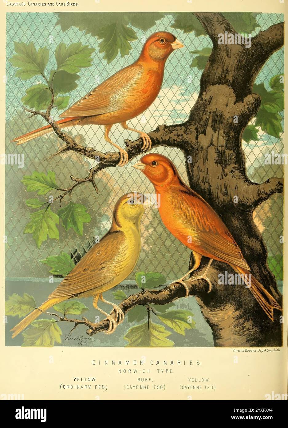 The, illustrated, book, of, canaries, and, cage-birds, British, and ...