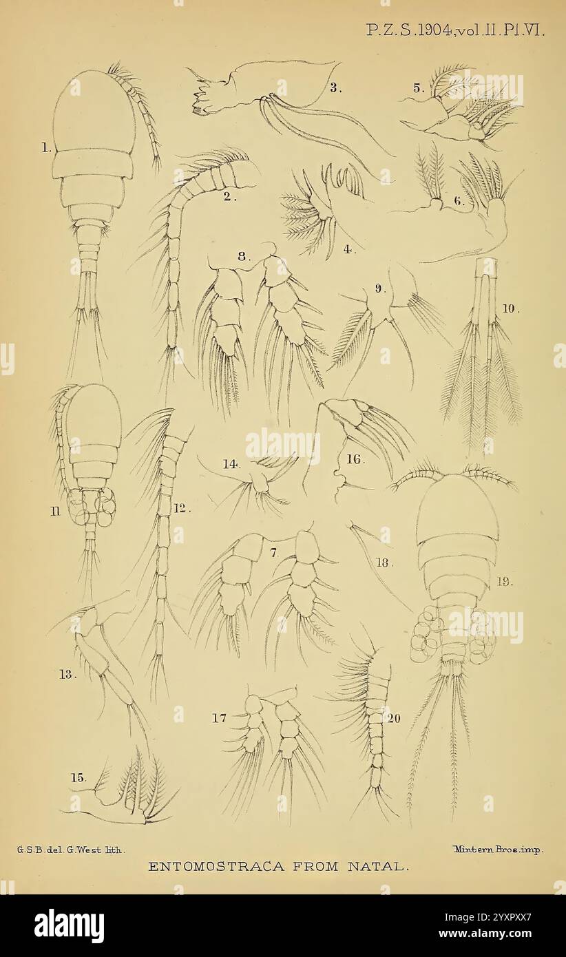 Numbered Figure Highlights Different Characteristics Hi Res Stock
