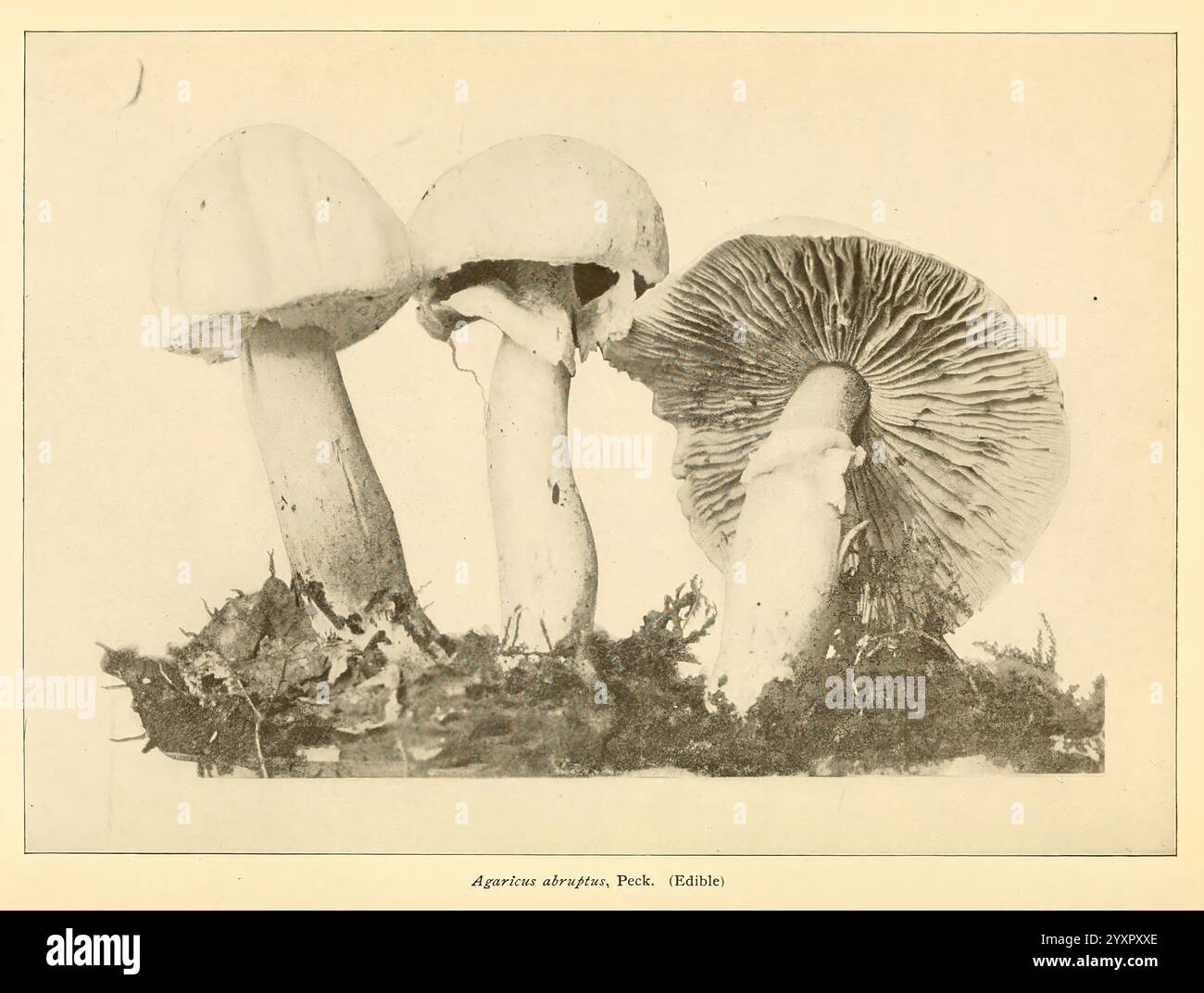 Rounded cap displaying hi-res stock photography and images - Alamy