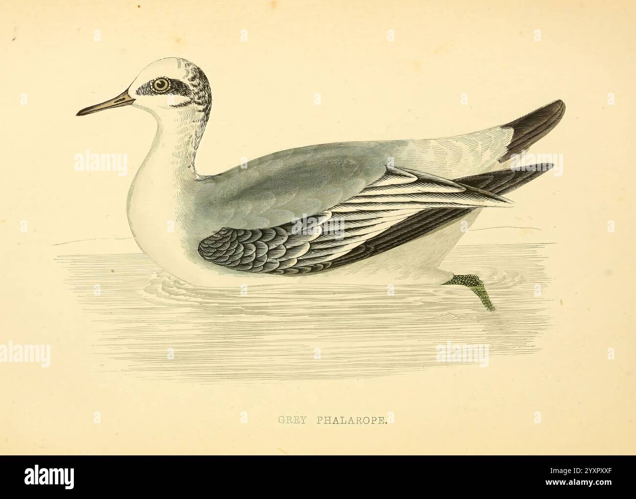 Detailed back view birds hi-res stock photography and images - Alamy