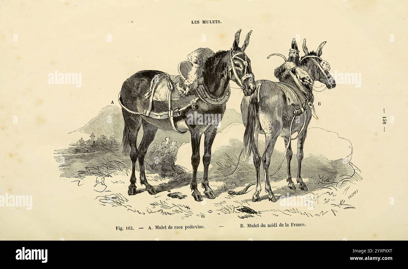 Illustration depicts two mules hi-res stock photography and images - Alamy