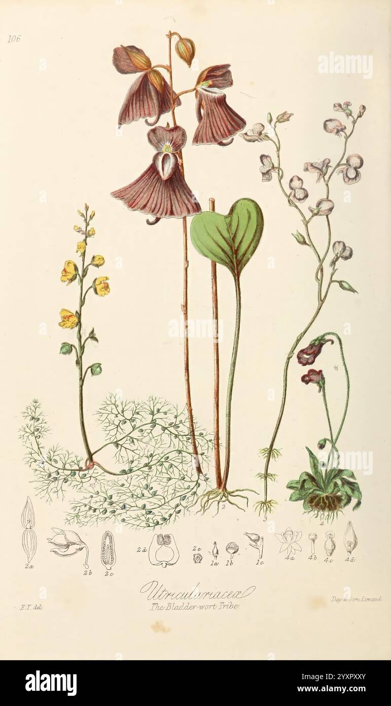 Illustrations of the Natural Orders of Plants with Groups and ...