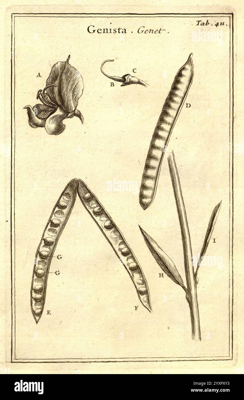 Genistas characteristics hi-res stock photography and images - Alamy