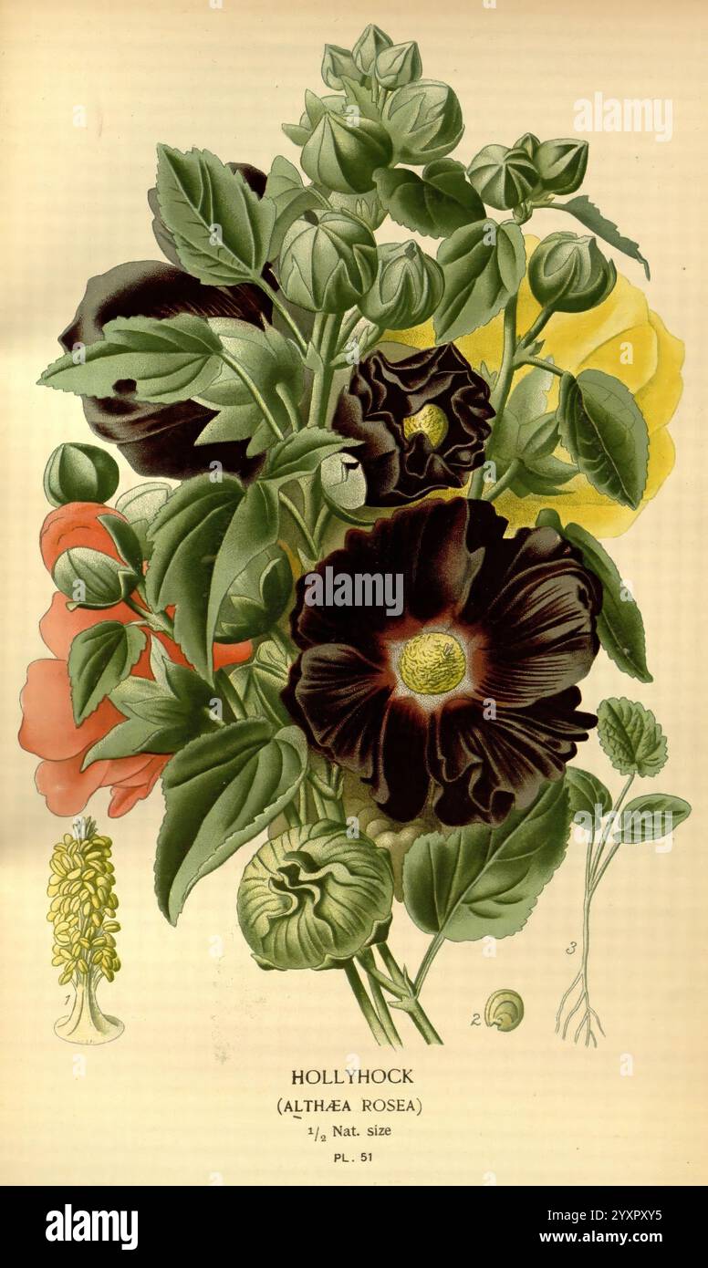 Favourite flowers of garden and greenhouse, London and New York ...