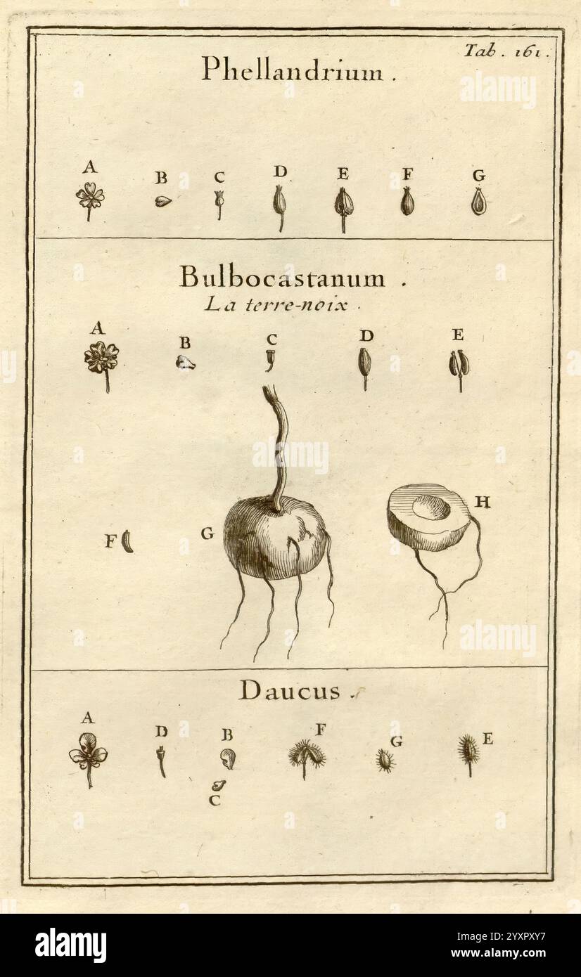 Showcasing leaf structures hi-res stock photography and images - Alamy
