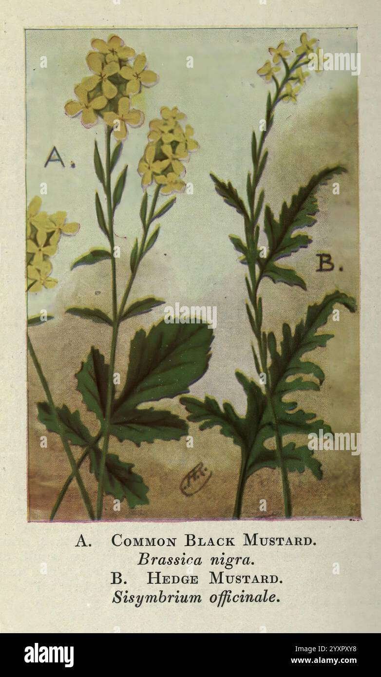 Wild flowers, east of the Rockies, New York,1910, united states ...