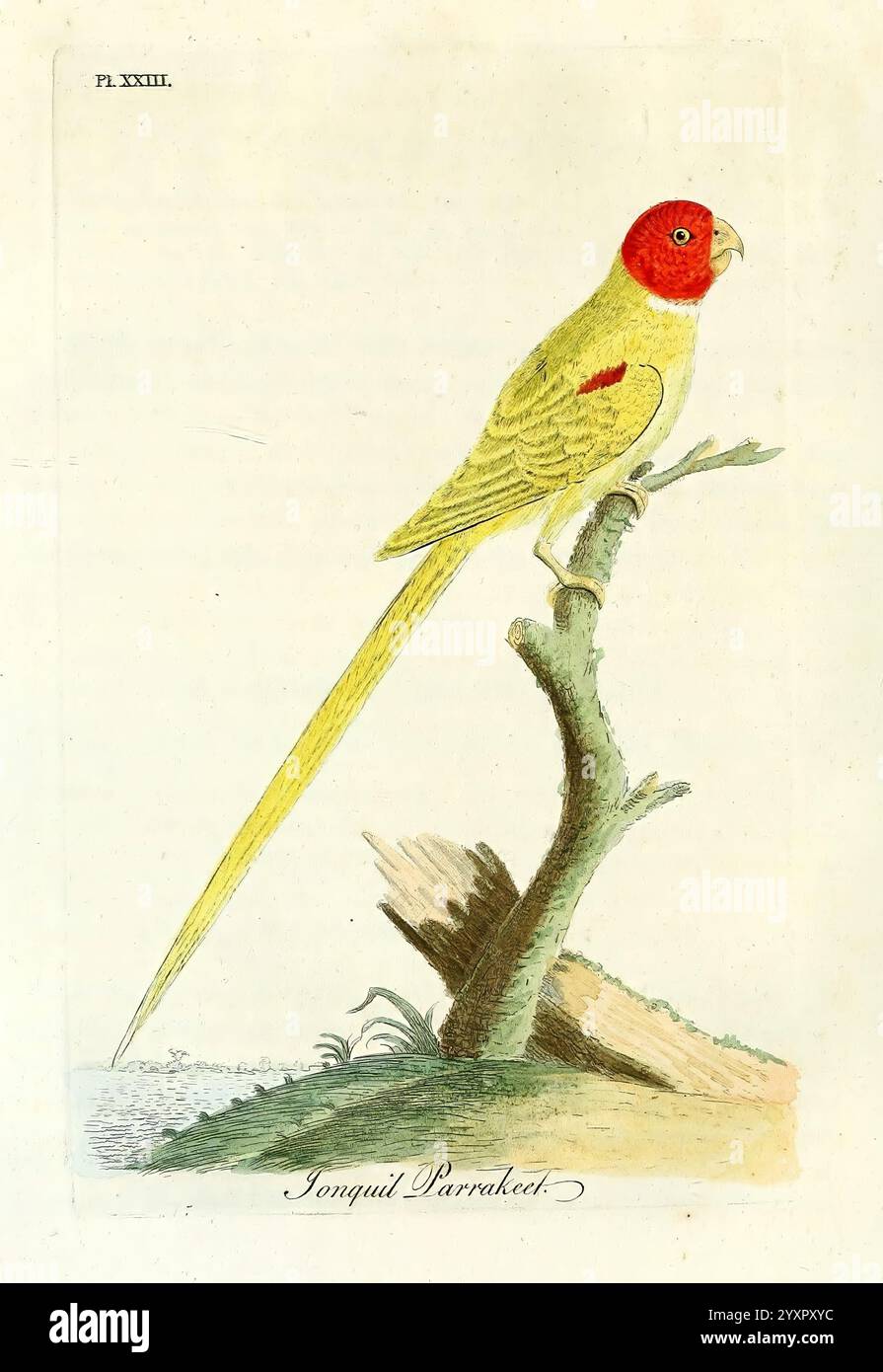 Parakeets vivid colors hi-res stock photography and images - Alamy