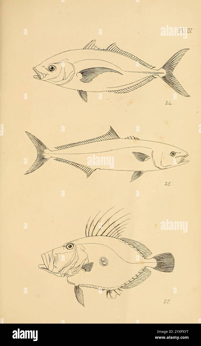 Fishes of New Zealand, Wellington, N.Z, J. Hughes, printer, 1872, New ...
