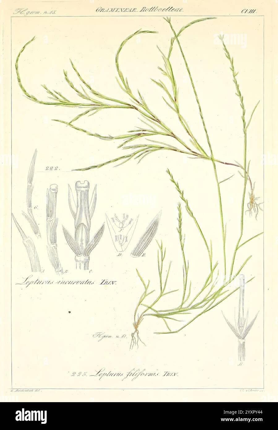Plant species lepidium hi-res stock photography and images - Alamy