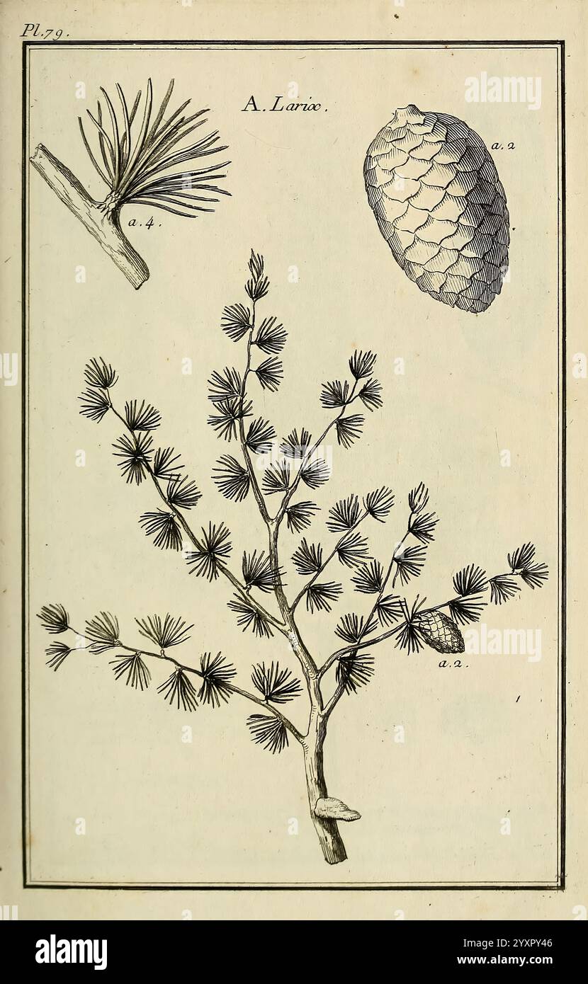 Central cone structure labeled hi-res stock photography and images - Alamy