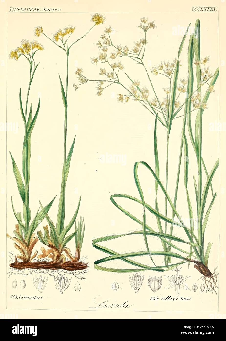 Juncus effusus features slender hi-res stock photography and images - Alamy