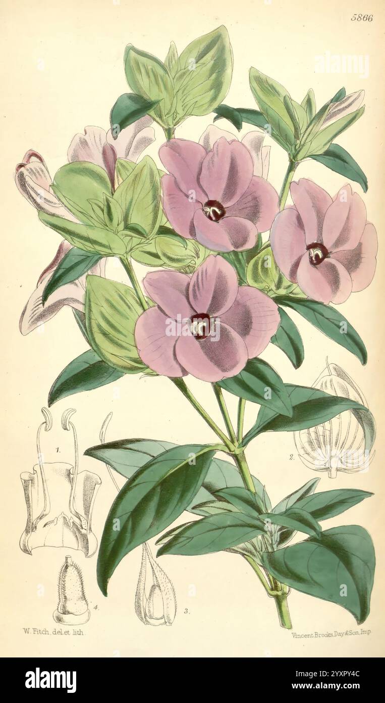 Curtis's Botanical Magazine London New York botanical illustration ...