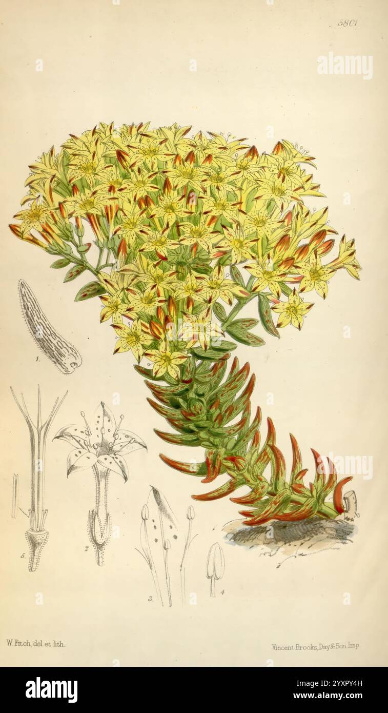 Curtis's Botanical Magazine, London, New York, botanical illustration ...