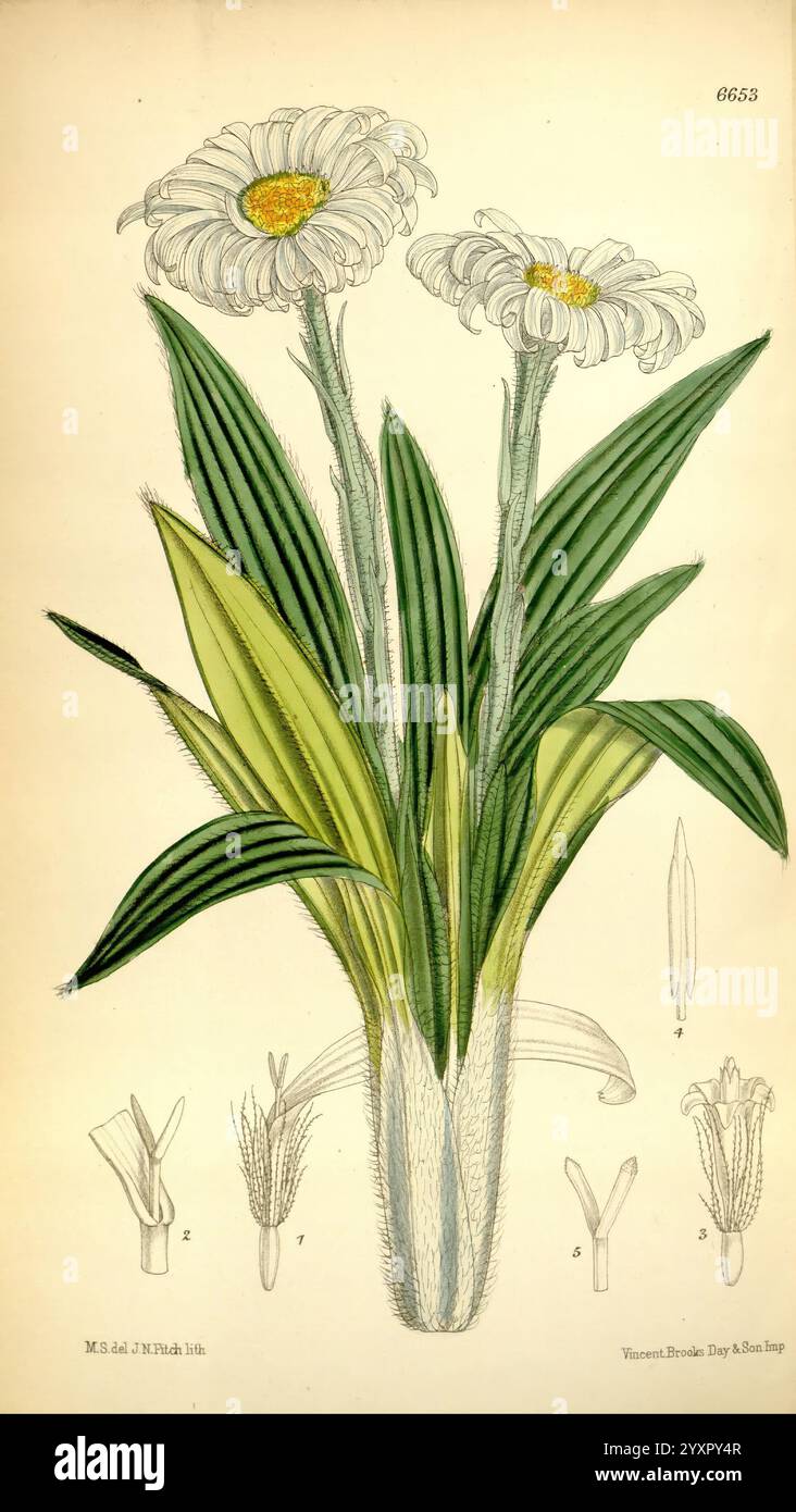 Curtis's Botanical Magazine London New York Botanical Illustration ...