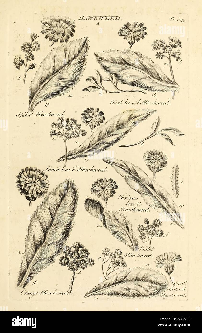 Composition highlights different leaf shapes hi-res stock photography ...