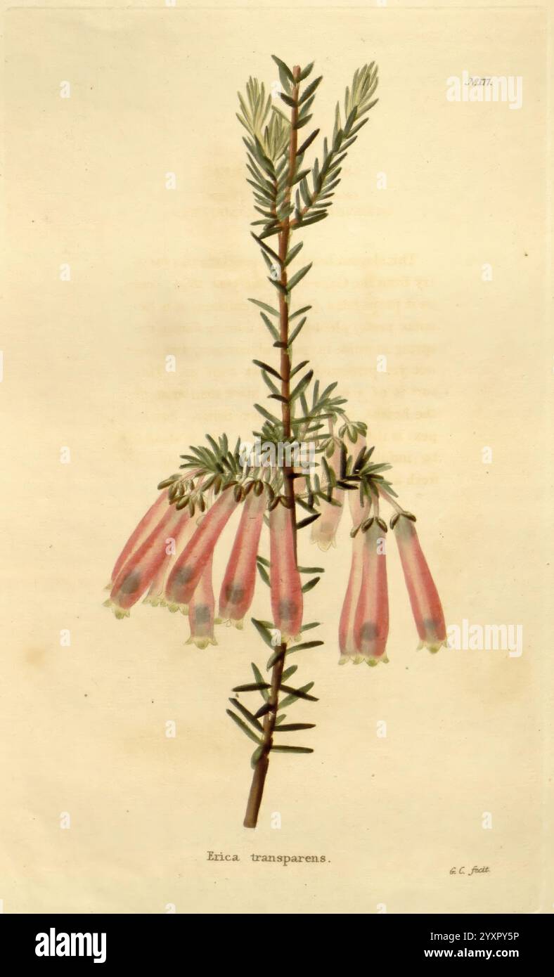 Erica resinosa hi-res stock photography and images - Alamy