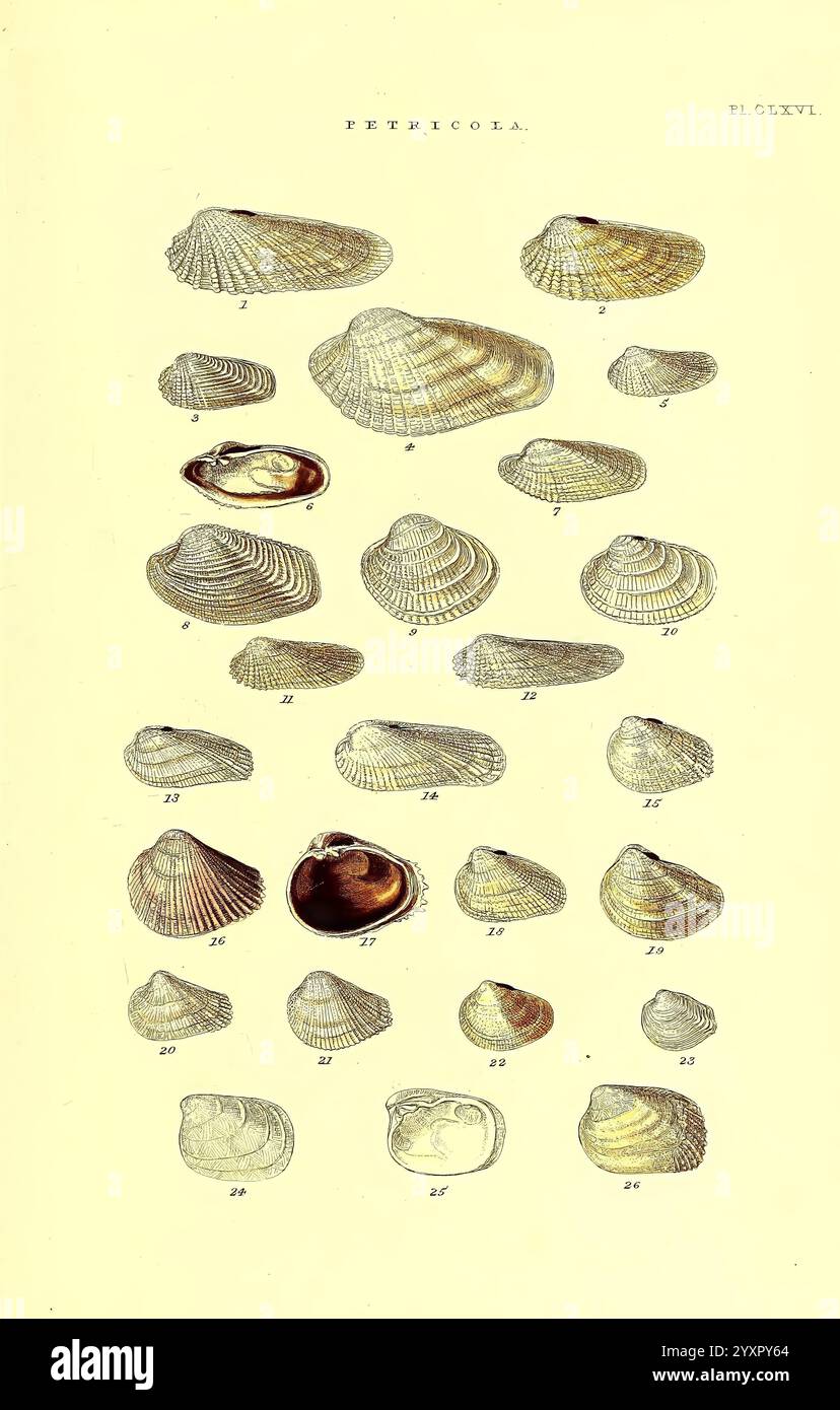 Thesaurus conchyliorum, Monographs of genera of shells, London, Sowerby ...