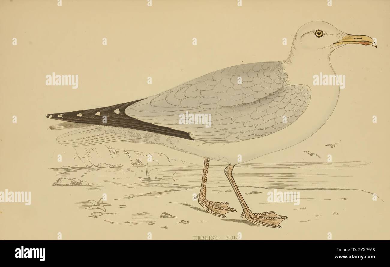 A history of British birds.1863-1866?, birds, Great Britain, bird, A ...