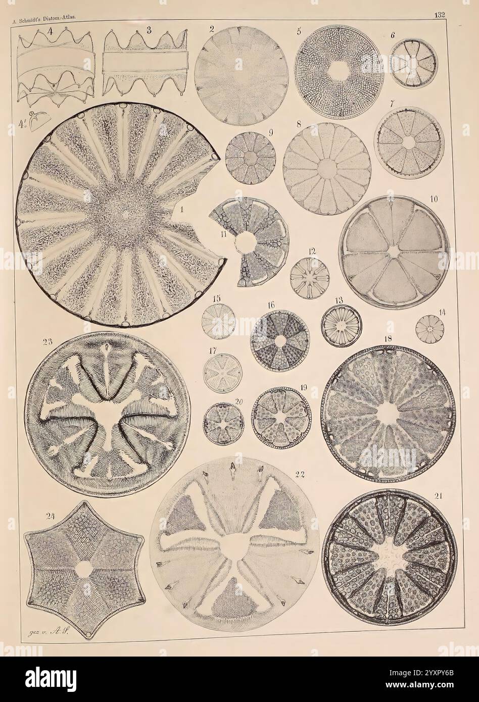 Meticulously detailed circular forms hi-res stock photography and ...