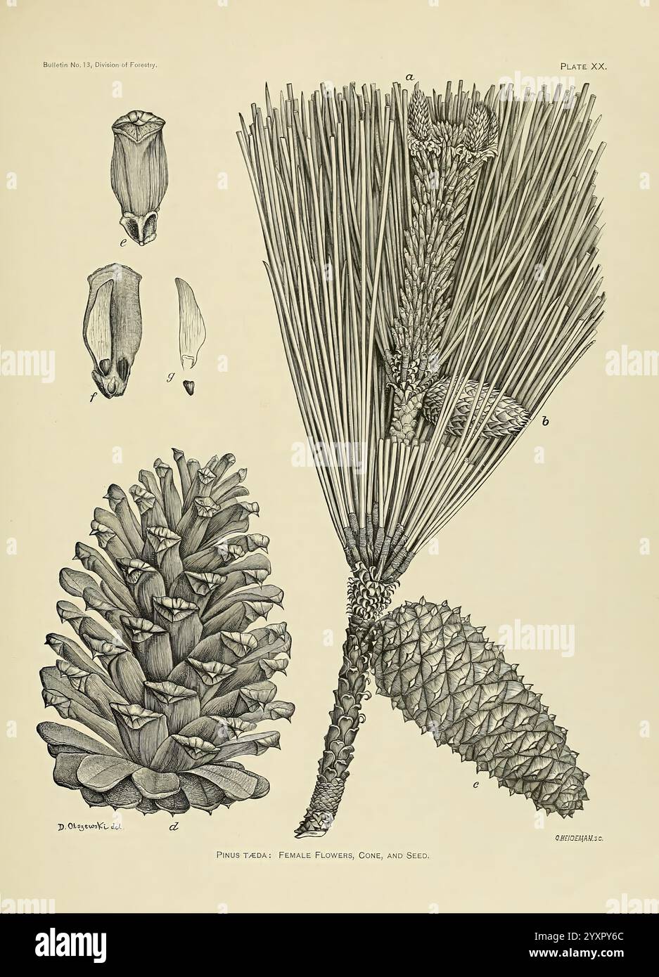 Individual male flower structures hi-res stock photography and images ...