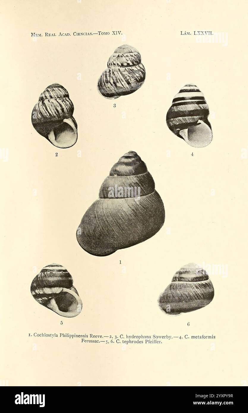 Shell captures distinct characteristics hi-res stock photography and ...