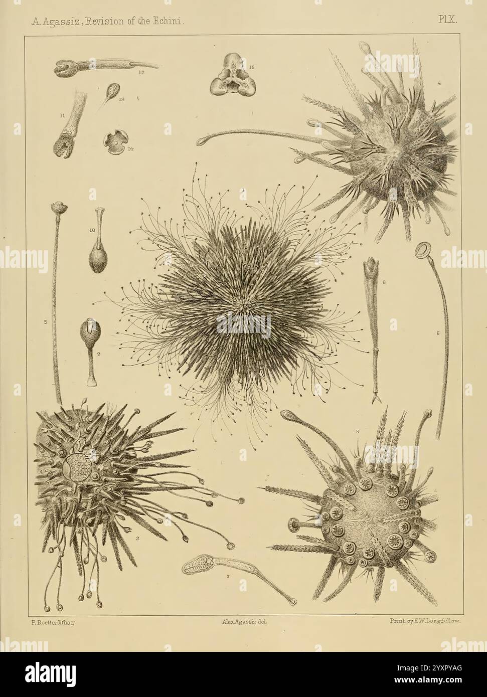 Revision of the Echini, Cambridge [Mass.], University Press, 1872-1874 ...
