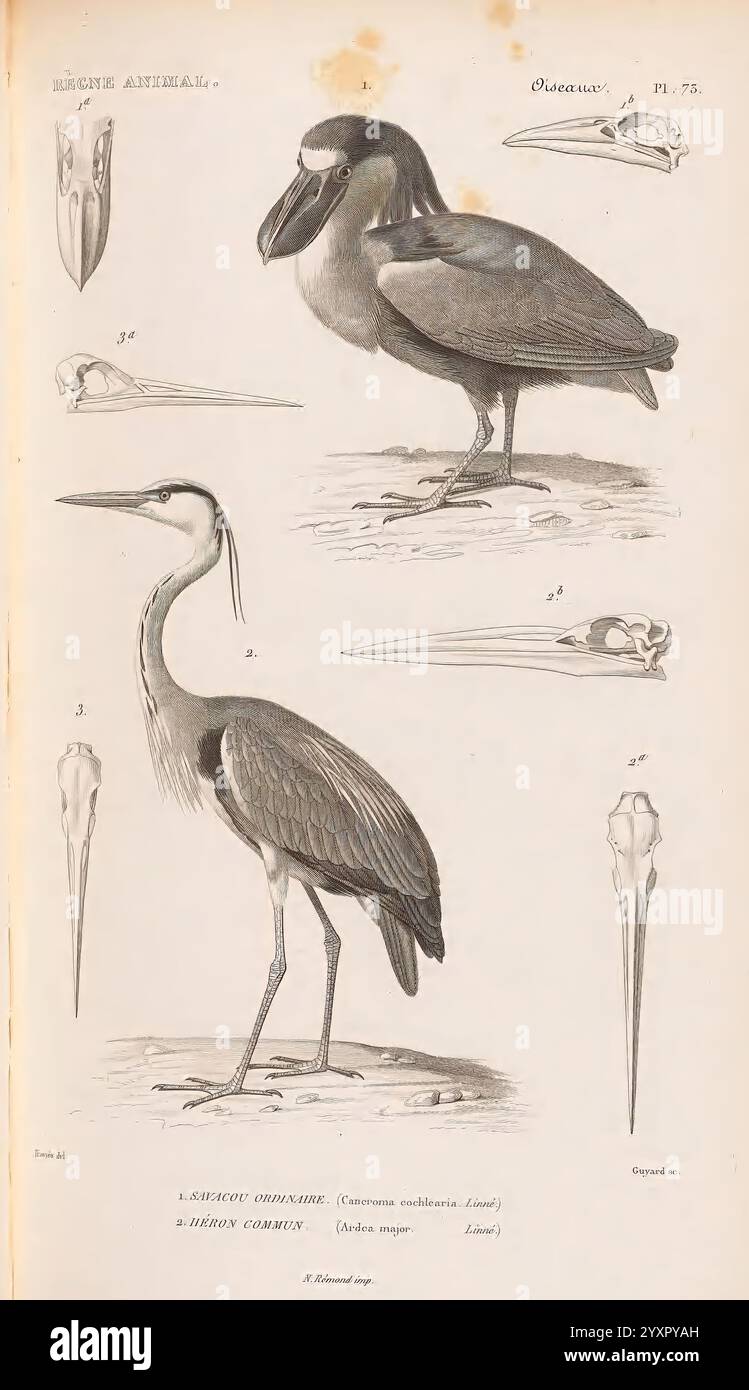 Illustration features two detailed depictions of birds hi-res stock ...